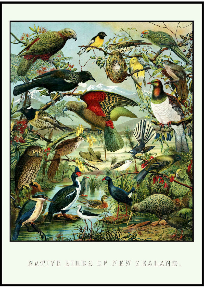 Bullers Birds - Vintage Native Bird Print – The Fantail House